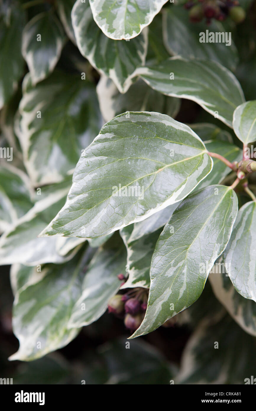 Hedera helix (Common Ivy, English Ivy) is a species of ivy native to ...