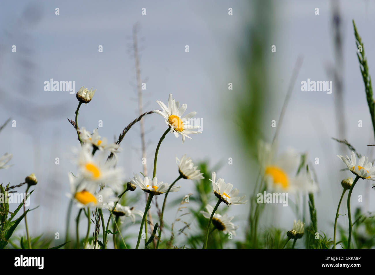 Moon daisy hi-res stock photography and images - Alamy