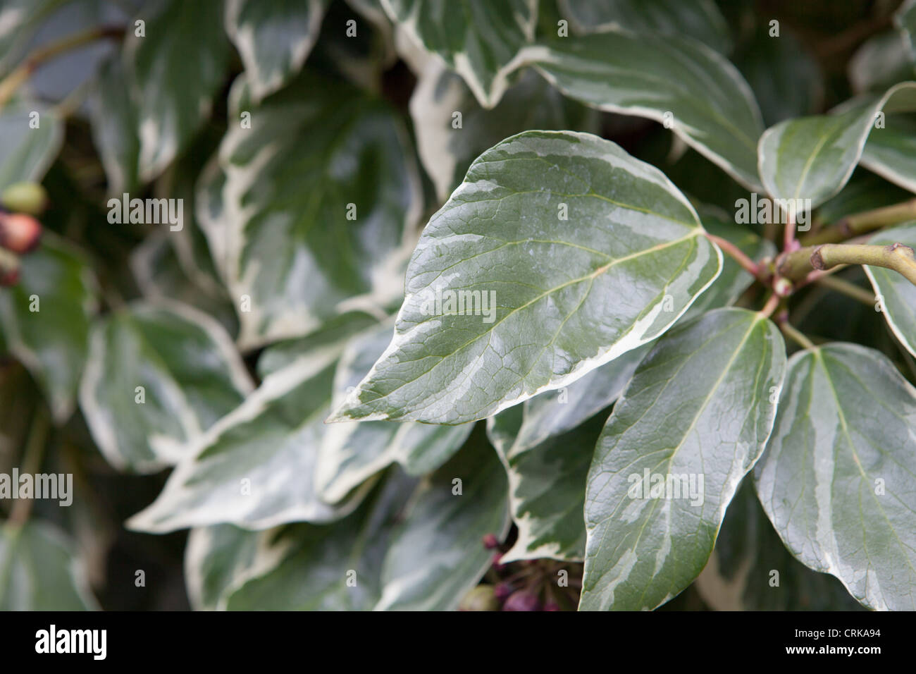 Hedera helix (Common Ivy, English Ivy) is a species of ivy native to ...