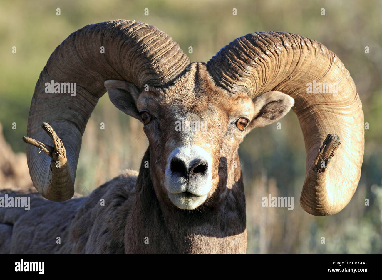 A large Bighorn sheep (Ovis canadensis) ram in the Lamar Valley of ...