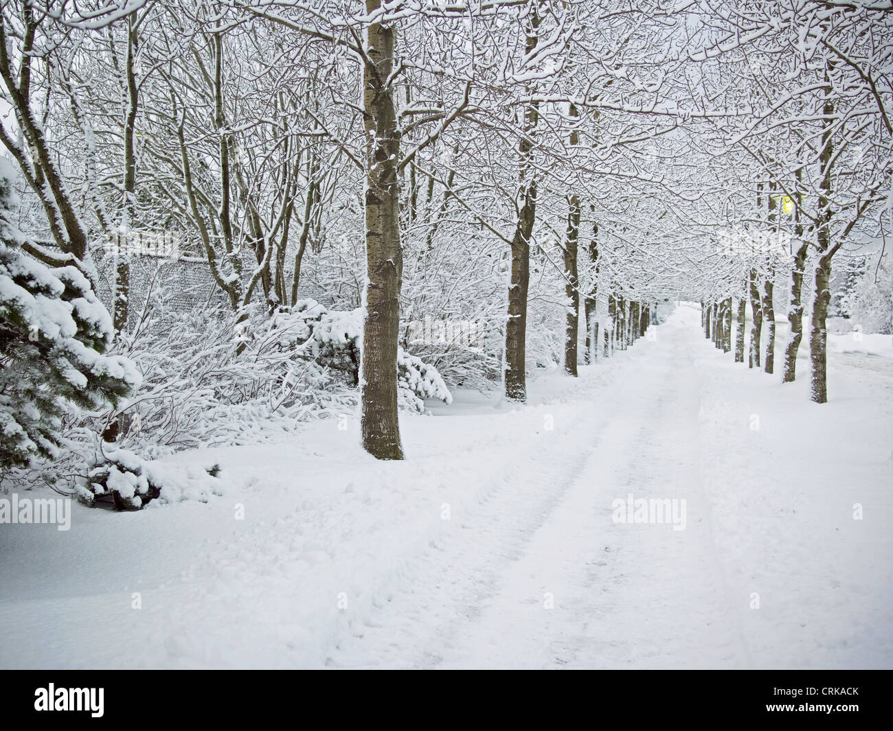 Trees and road in snowy landscape Stock Photo - Alamy