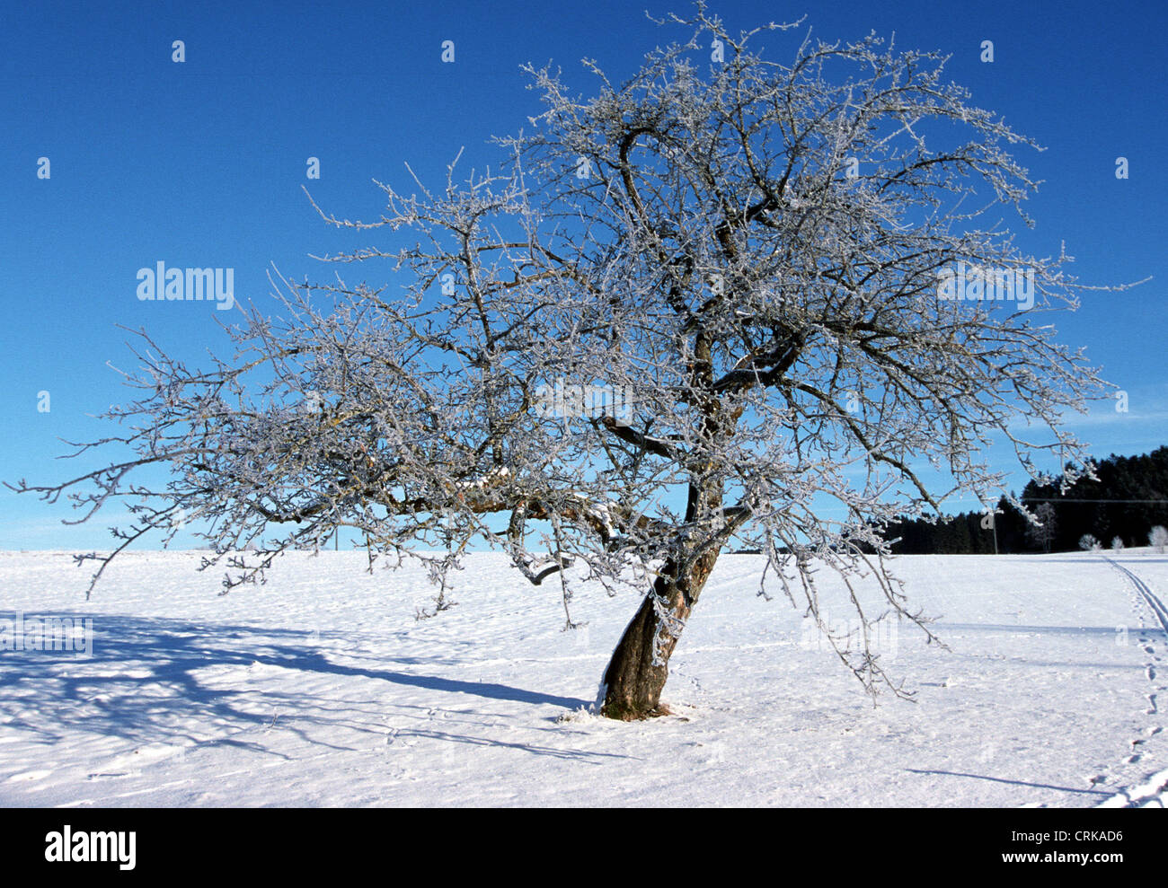 Knows tree hi-res stock photography and images - Alamy