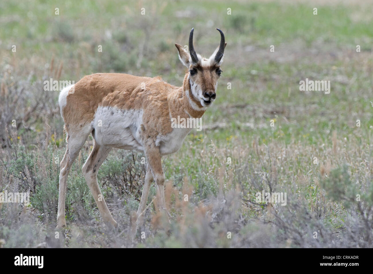 USA, Wyoming, Male Pronghorn Antelope, Pronghorn Antelope, Antelope ...