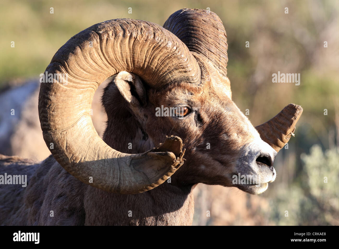 A large Bighorn sheep (Ovis canadensis) ram postures for a rival in the ...