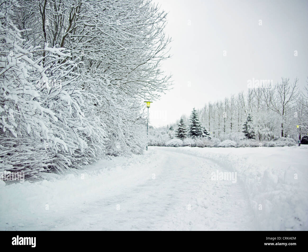 Trees and dirt path in snowy landscape Stock Photo - Alamy