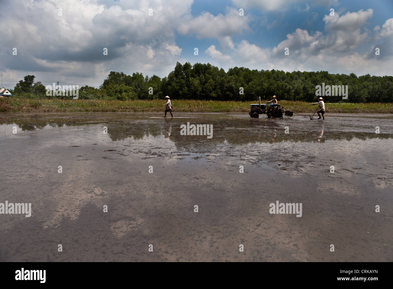 Men working in a rice field. In Tay Ninh Province, Vietnam Stock Photo ...