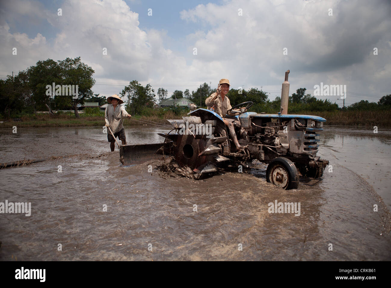 Men working in a rice field. In Tay Ninh Province, Vietnam Stock Photo ...