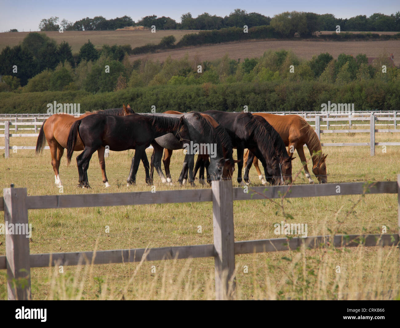 Horses grazing pretty flowers hi-res stock photography and images - Alamy