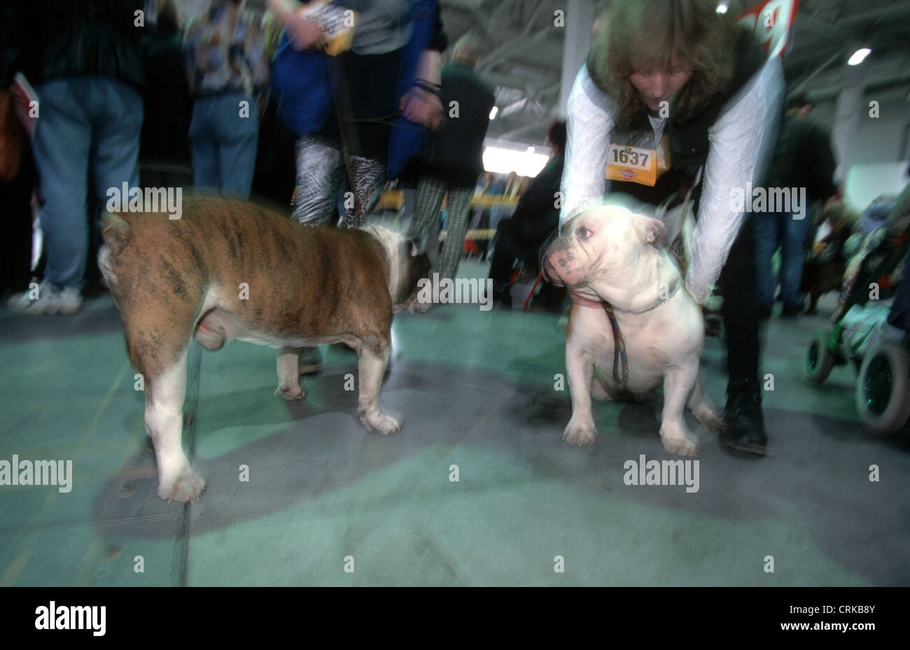 Two dogs meeting hi-res stock photography and images - Alamy