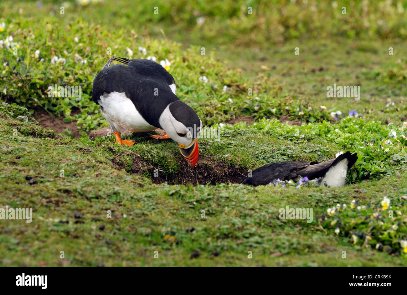 Puffin couple hi-res stock photography and images - Alamy