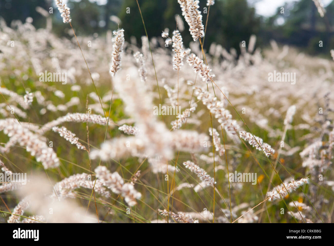 Field with grass Stock Photo - Alamy