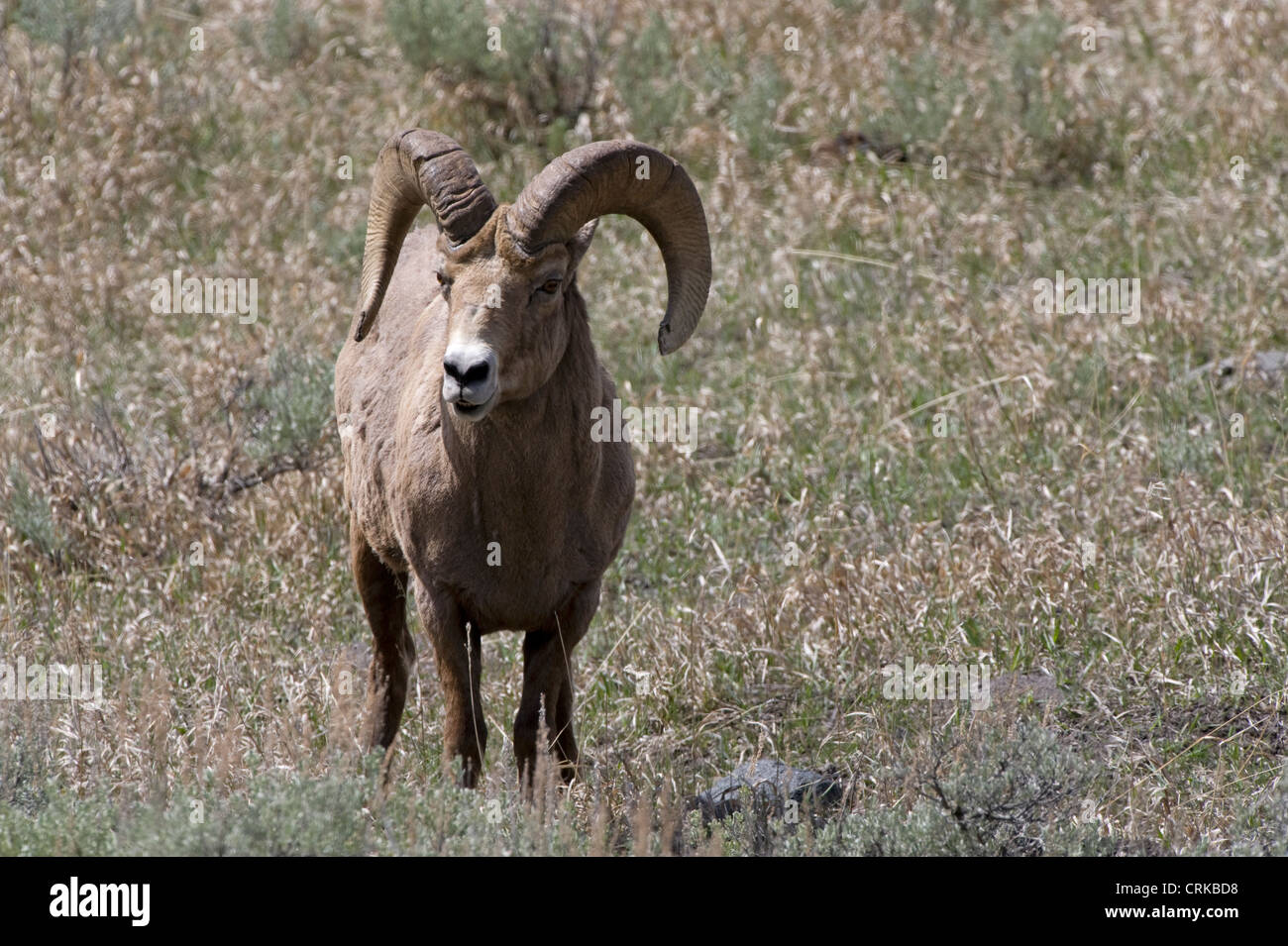 USA, Wyoming, Yellowstone National Park, Bighorn Ram, Ram, Sheep, Flock ...