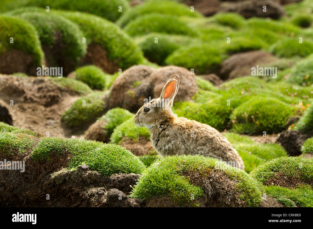 wild rabbit amongst moss on manx shearwater burrows, Skokholm island ...