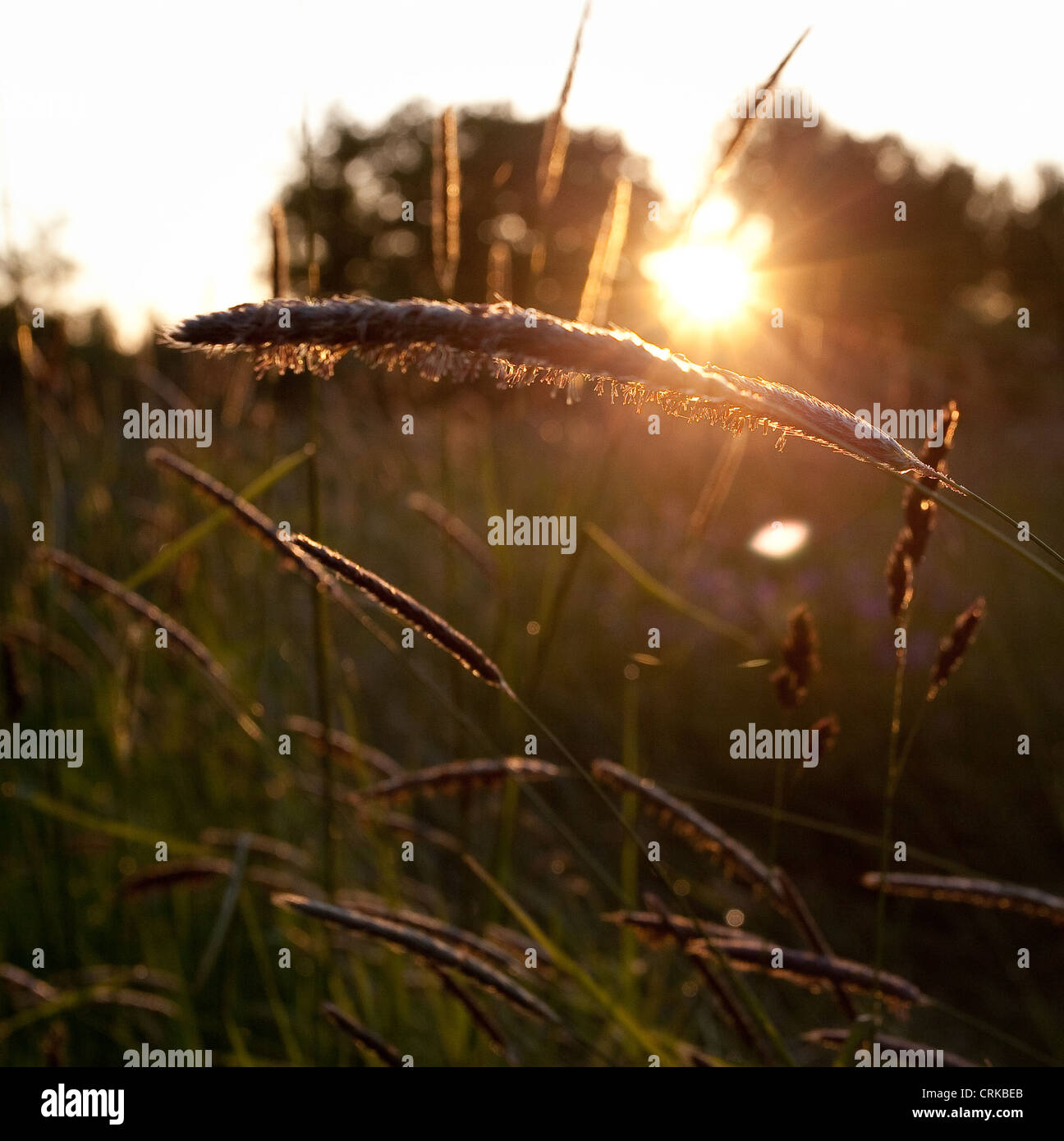 Field in sunset Stock Photo - Alamy