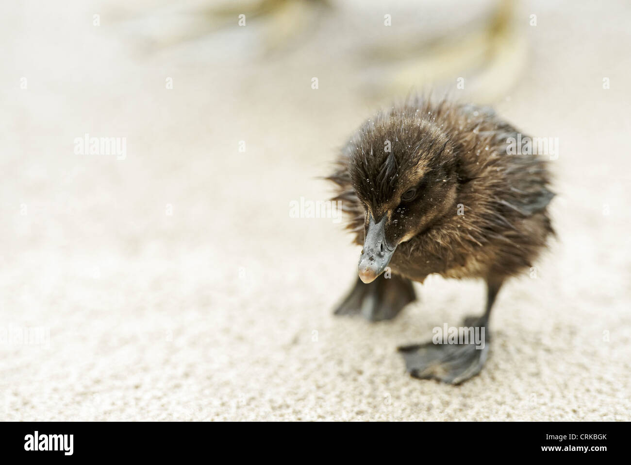 Eider chick hi-res stock photography and images - Alamy