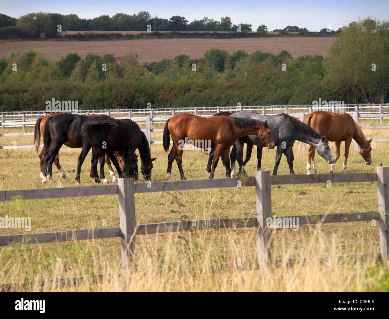 Horses grazing pretty flowers hi-res stock photography and images - Alamy