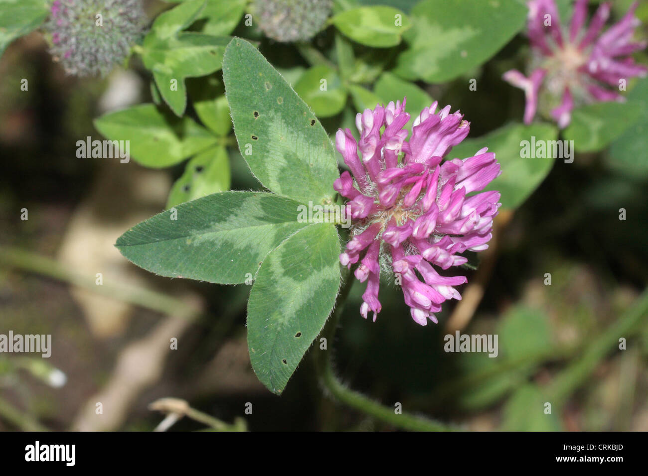 Perennial red clover hi-res stock photography and images - Alamy