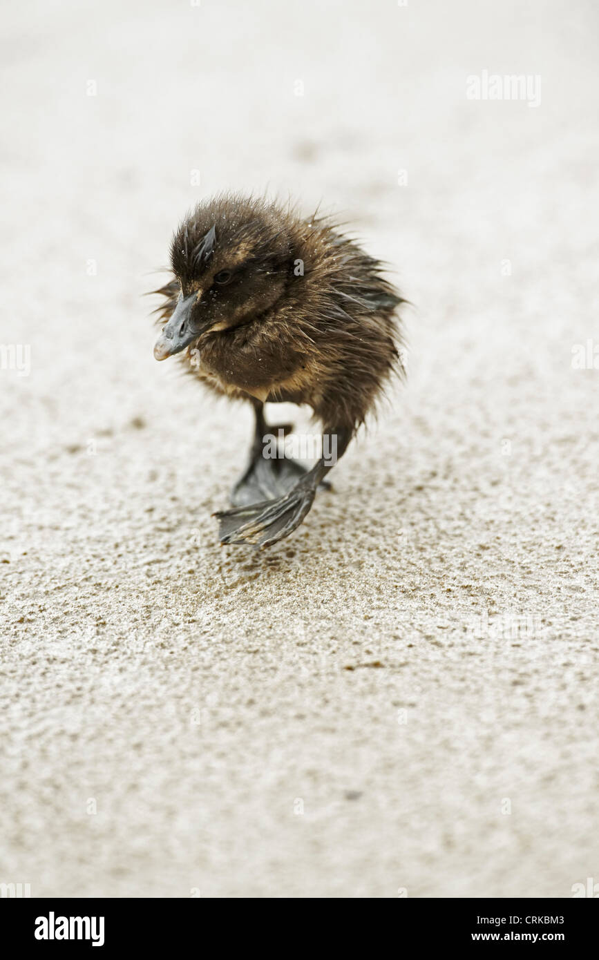 An Eider chick on a sandy beach Stock Photo - Alamy