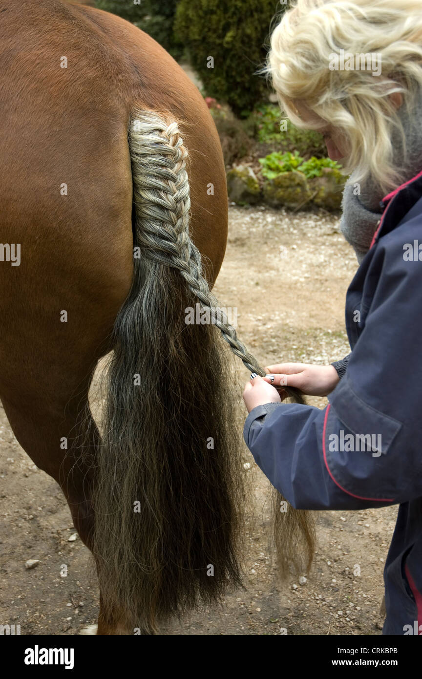 Plaited horse hi-res stock photography and images - Alamy