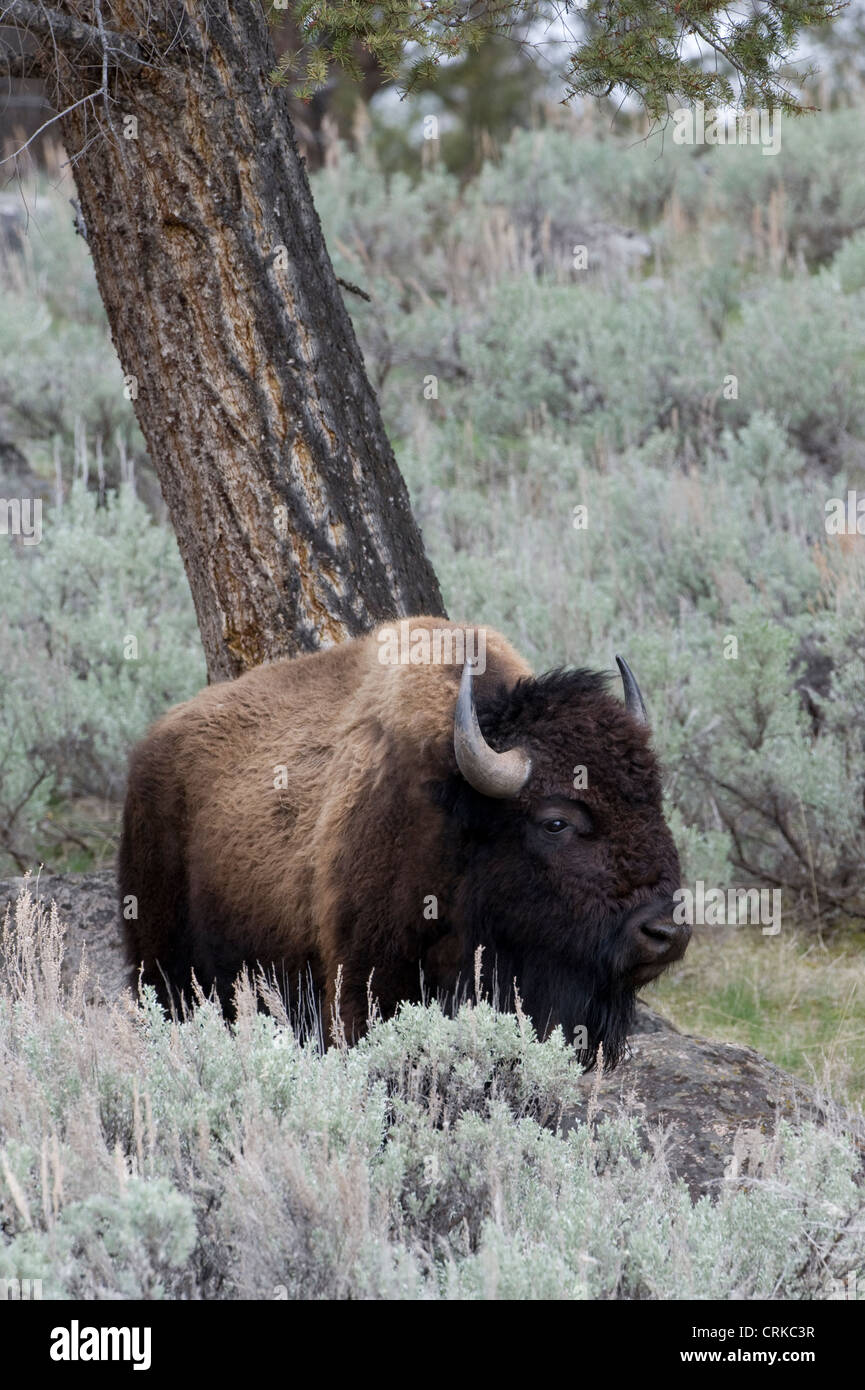 Bull Bison, Bison, Buffalo, Bison bison, Yellowstone, Yellowstone ...