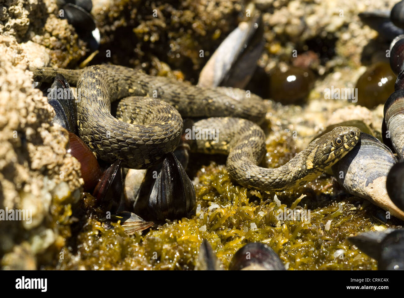 Viperine water snake (Natrix maura) in intertidal marine ponds Stock ...