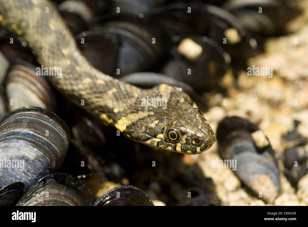 Viperine water snake (Natrix maura) in intertidal marine ponds Stock ...
