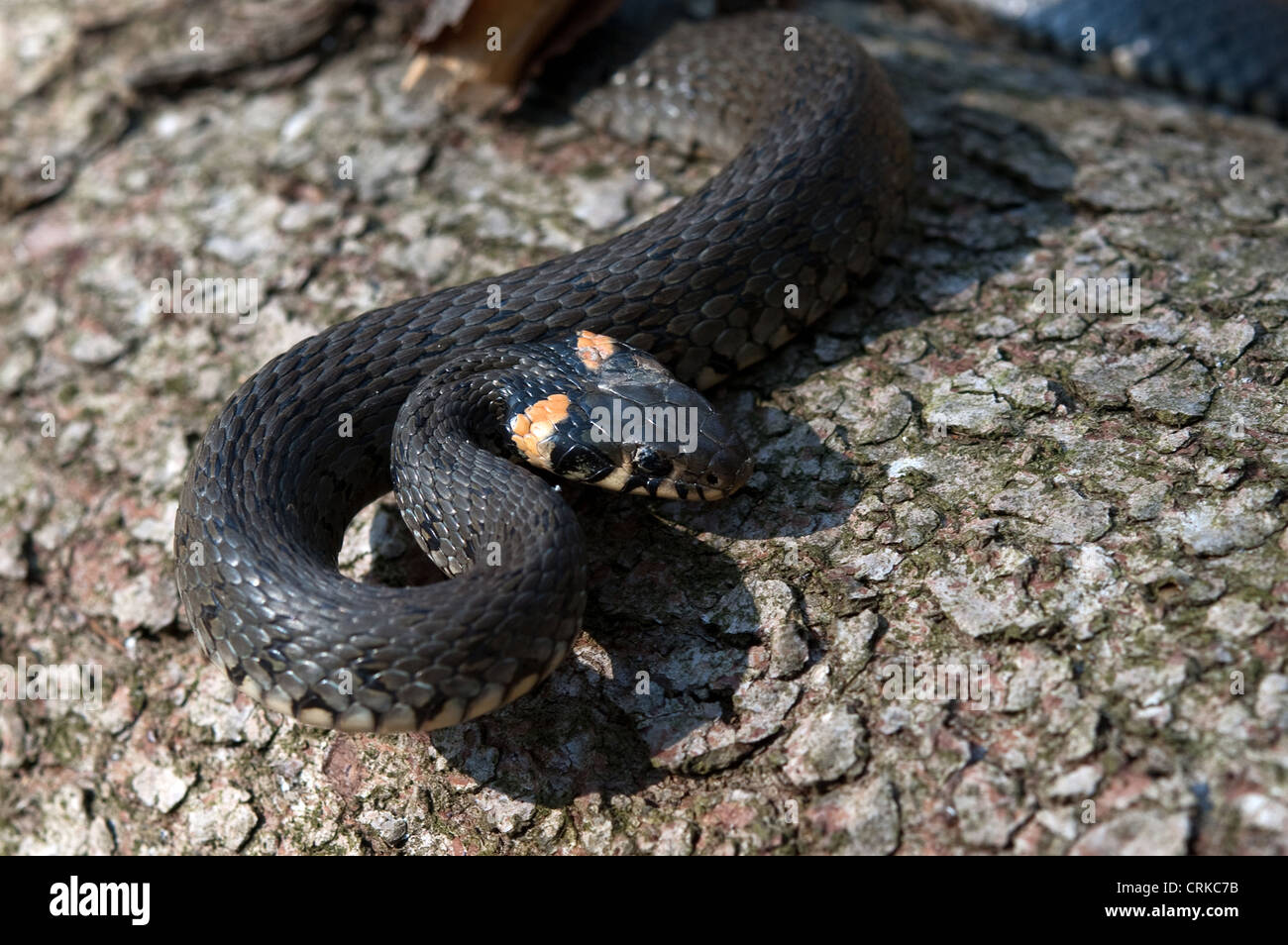 sunbathing snake, lies on the warm tree in the sun Stock Photo - Alamy