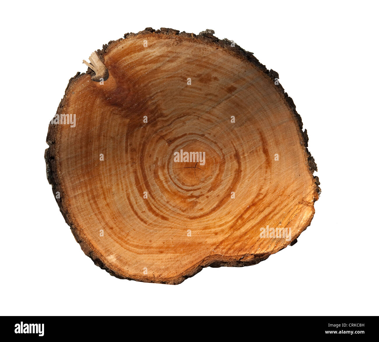 Stump Cut Out Stock Images & Pictures - Alamy