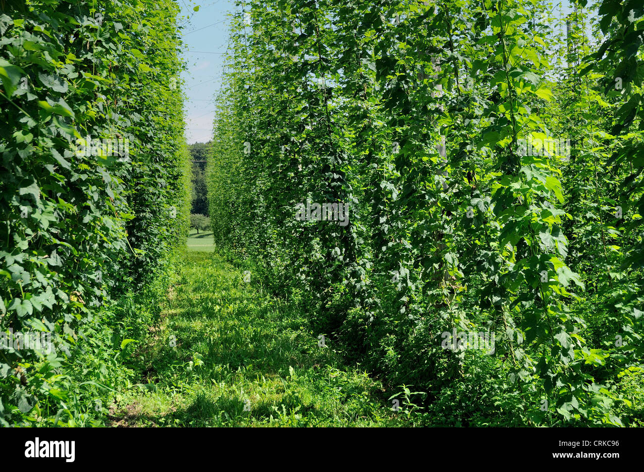 hops plantation #3, baden Stock Photo - Alamy