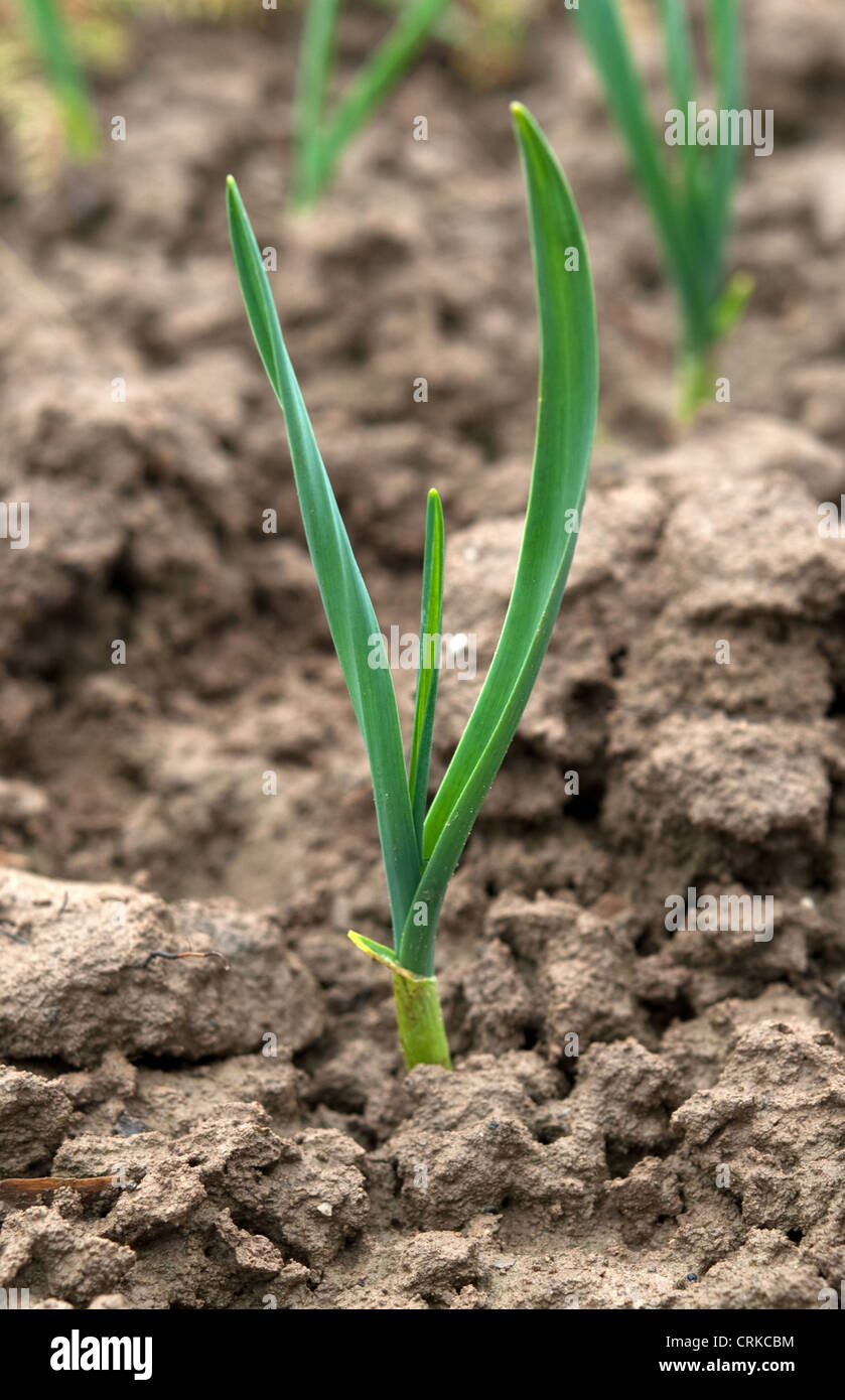 young green garlic growing from soil Stock Photo - Alamy