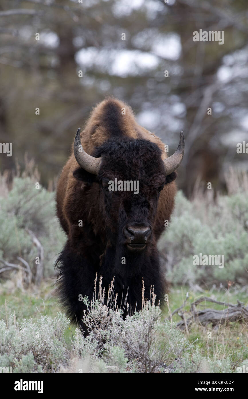 Bull Bison, Bison, Buffalo, Bison bison, Yellowstone, Yellowstone ...
