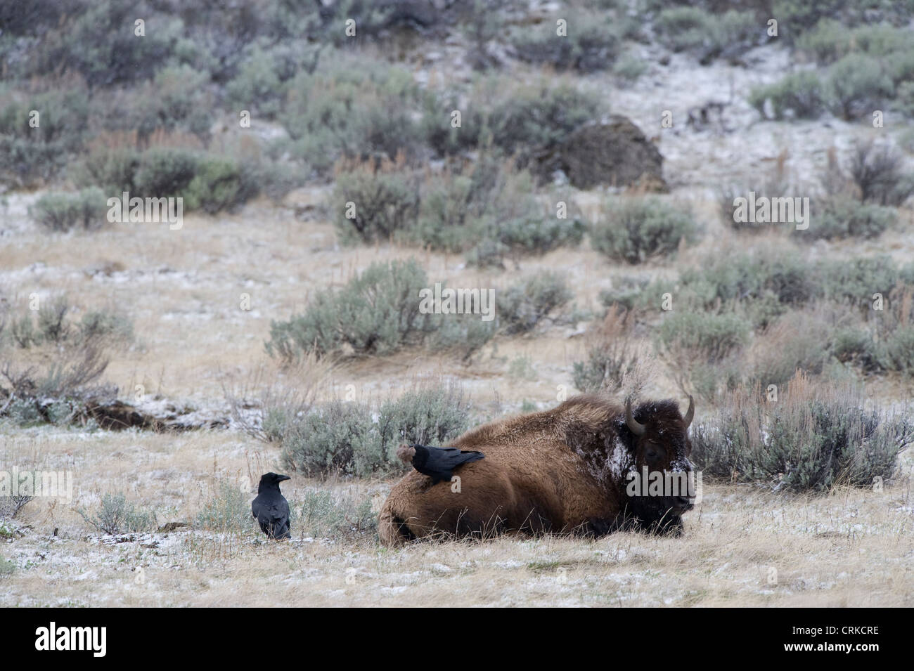 USA, Wyoming, Bull Bison, Ravens Collecting Nest Material, Yellowstone ...