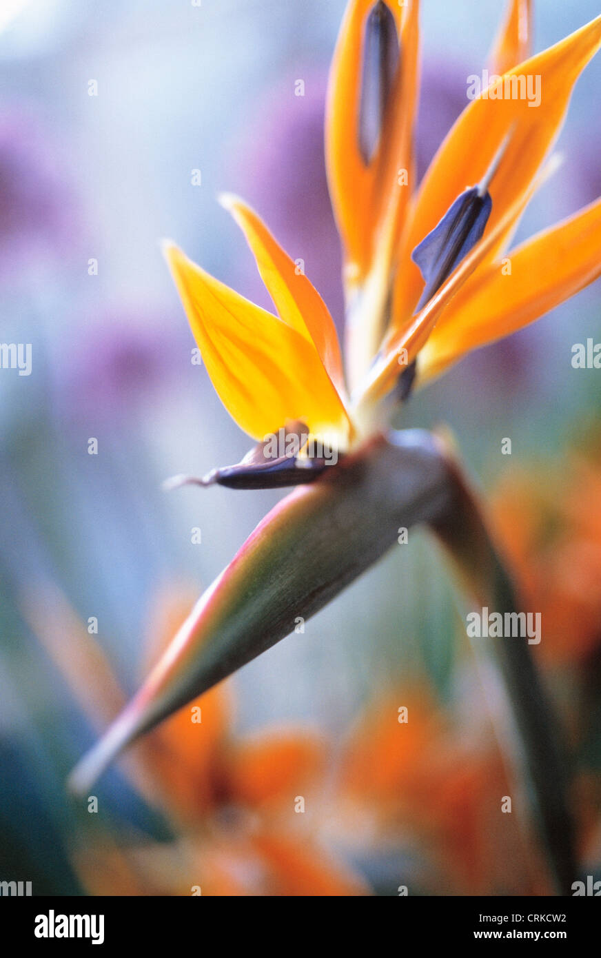 Strelitzia, Bird of paradise Stock Photo - Alamy