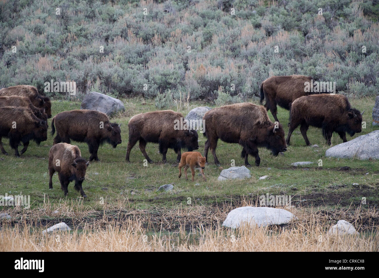 USA, Wyoming, Yellowstone, Yellowstone National Park, Bison, Cow and ...