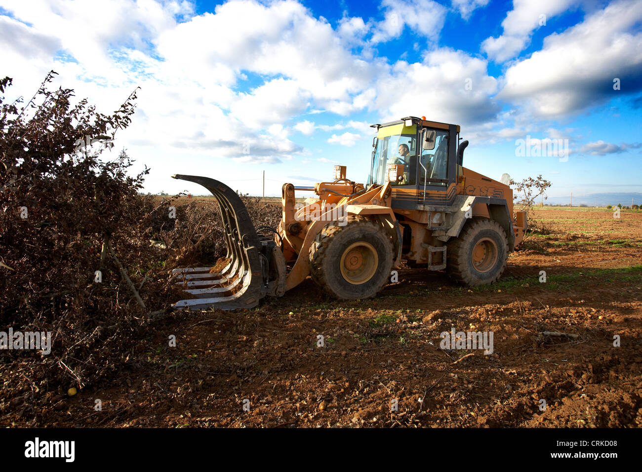 tractor uprooting apple trees for grinding Stock Photo - Alamy