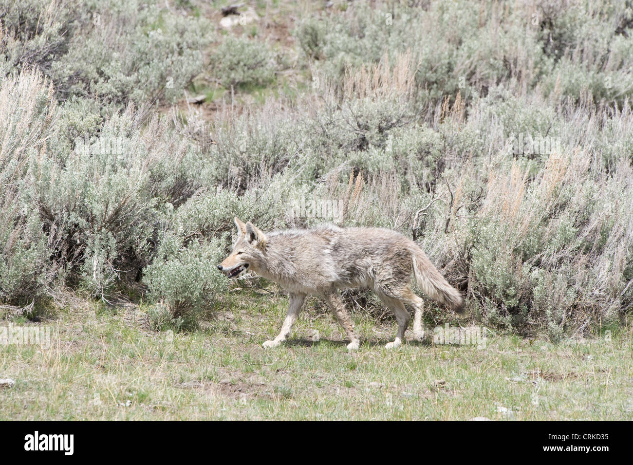 Coyote, Yellowstone, Yellowstone National Park, Wyoming, USA Stock ...
