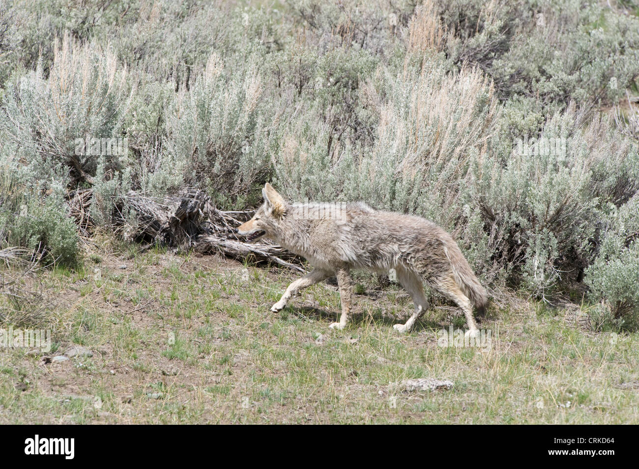 Coyote, Yellowstone, Yellowstone National Park, Wyoming, USA Stock ...