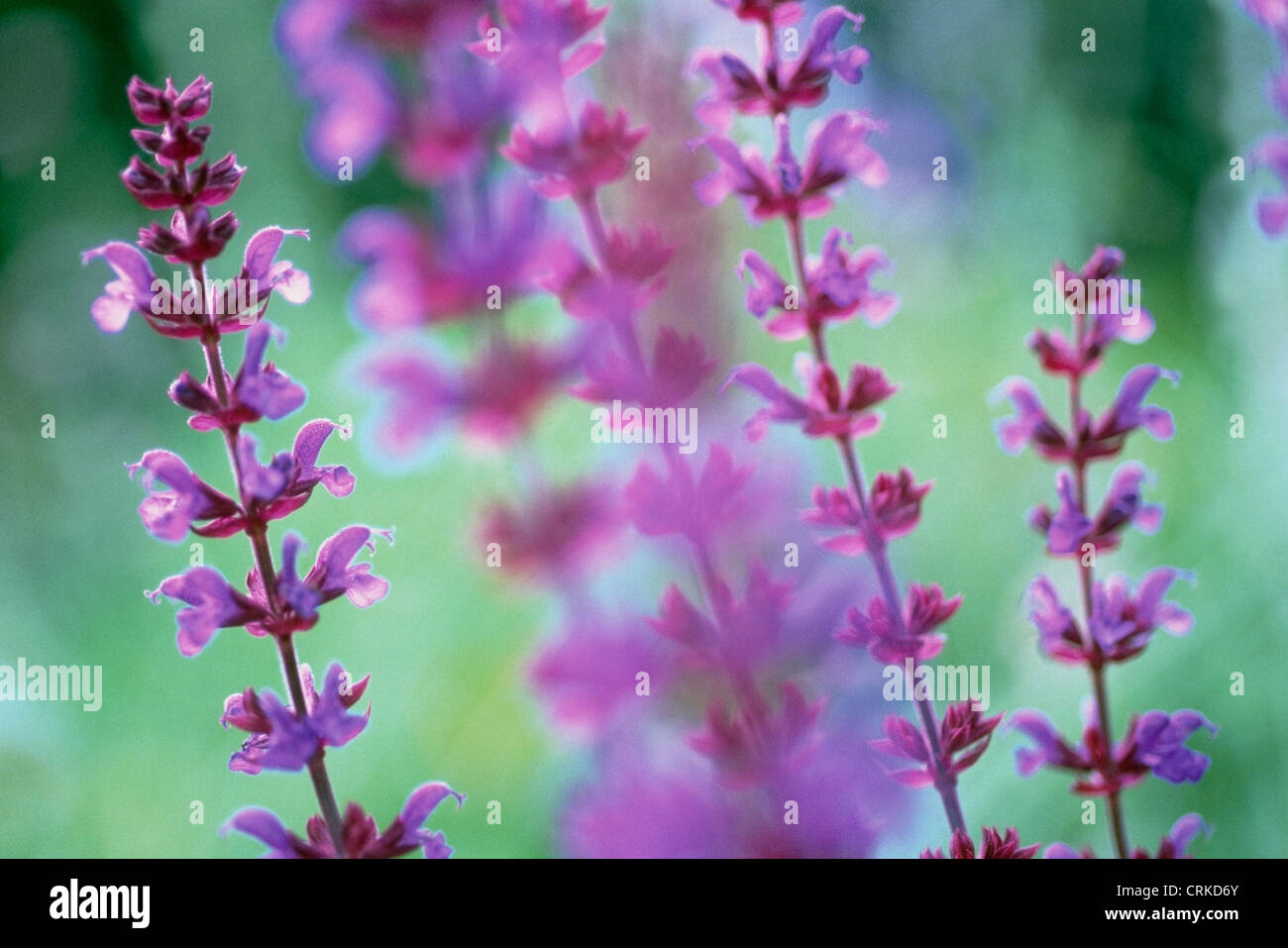 Salvia superba hi-res stock photography and images - Alamy