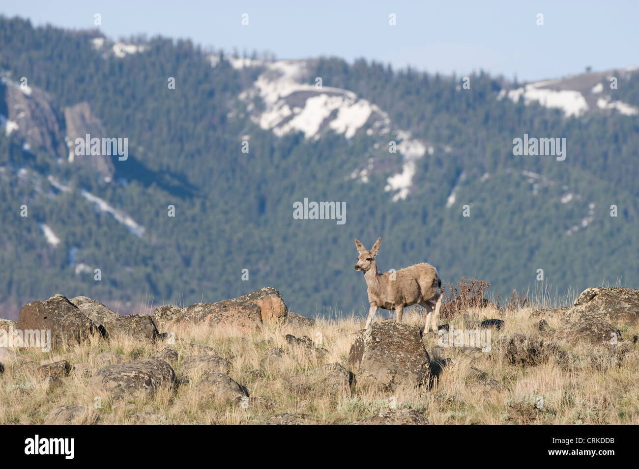 Wyoming, Yellowstone National Park, Yellowstone, Mule Deer, Mule Deer ...