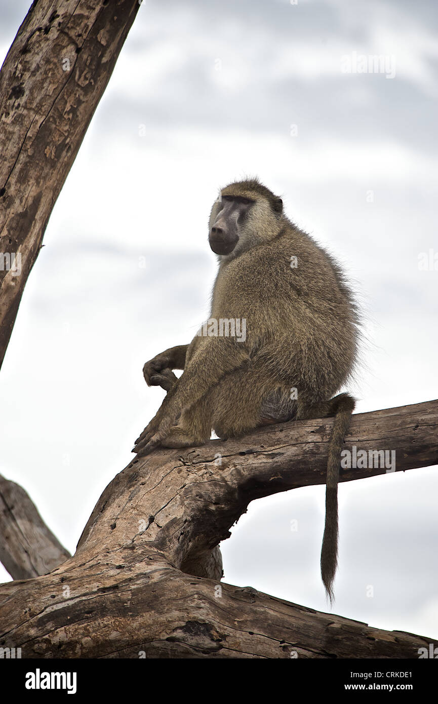 Portrait of a monkey sitting on a tree. Amboseli, Kenya, East Africa ...