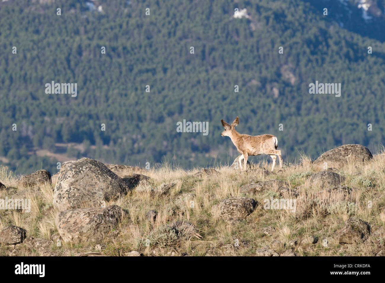Wyoming, Yellowstone National Park, Yellowstone, Mule Deer, Mule Deer ...