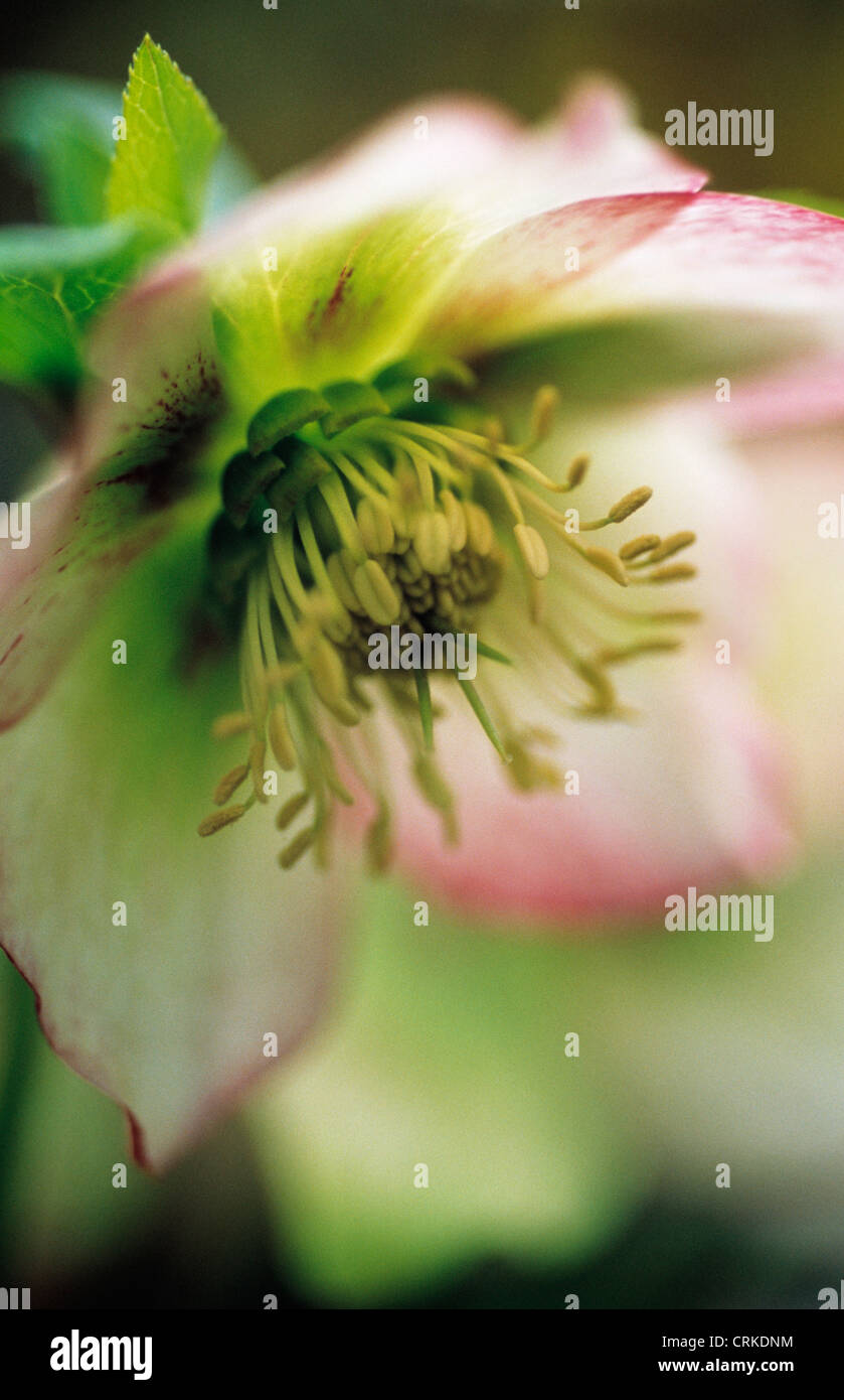 Helleborus hybridus 'Bradfield picotee', Hellebore Stock Photo - Alamy
