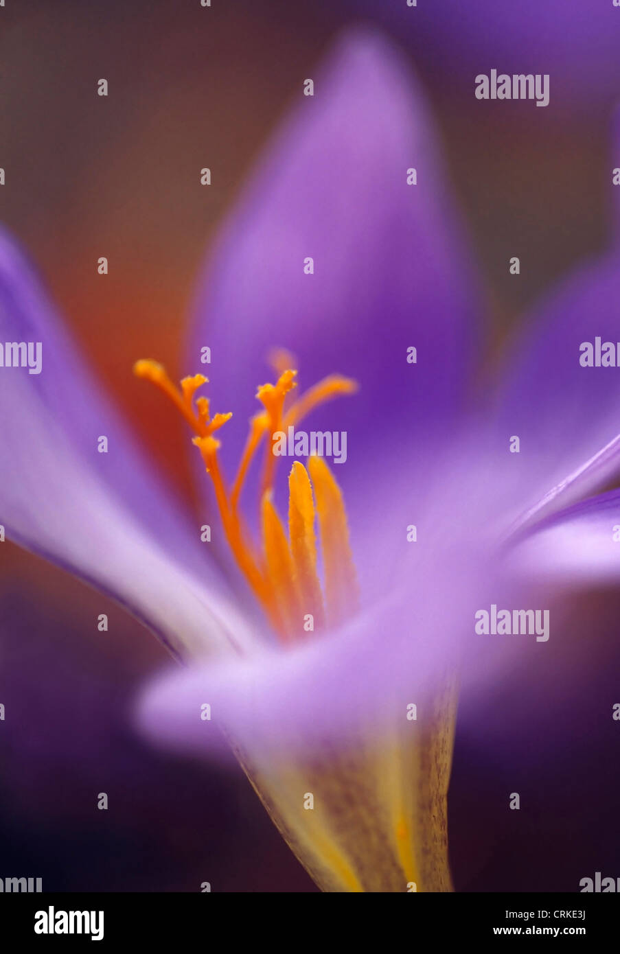 Yellow petals little and large hi-res stock photography and images - Alamy