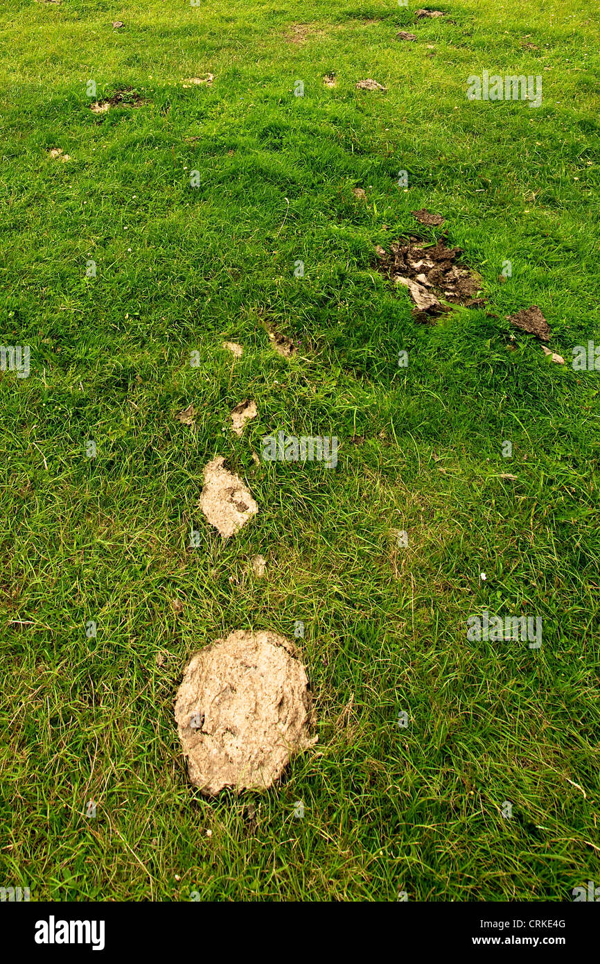 Cow pat on grass hi-res stock photography and images - Alamy