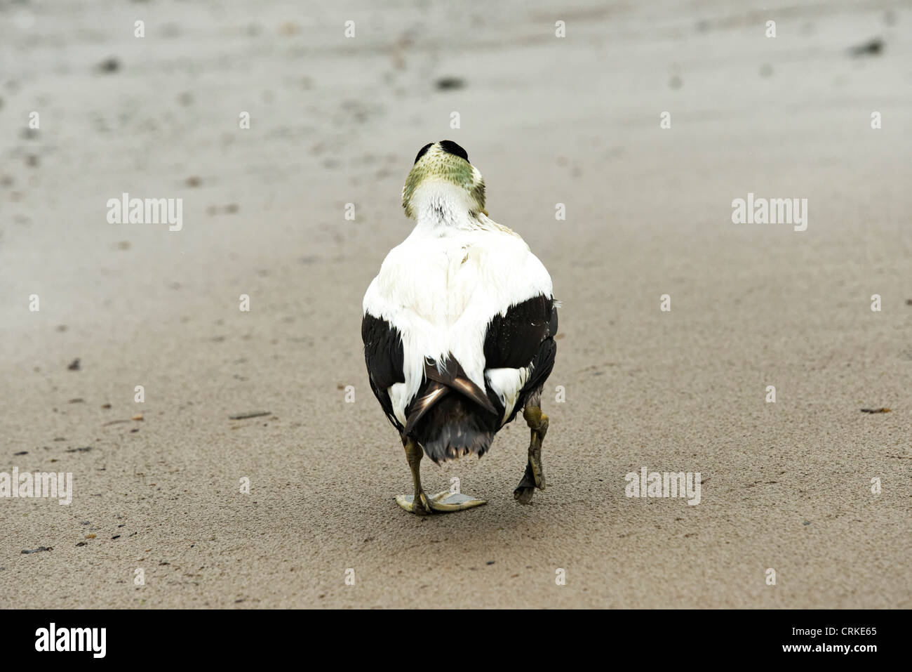 A male Eider duck walking away from camera Stock Photo - Alamy