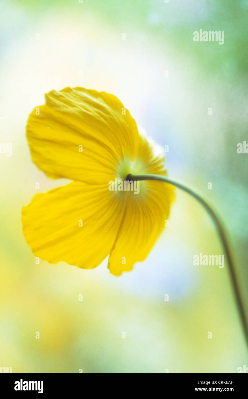 Meconopsis cambrica, Poppy, Welsh poppy Stock Photo - Alamy