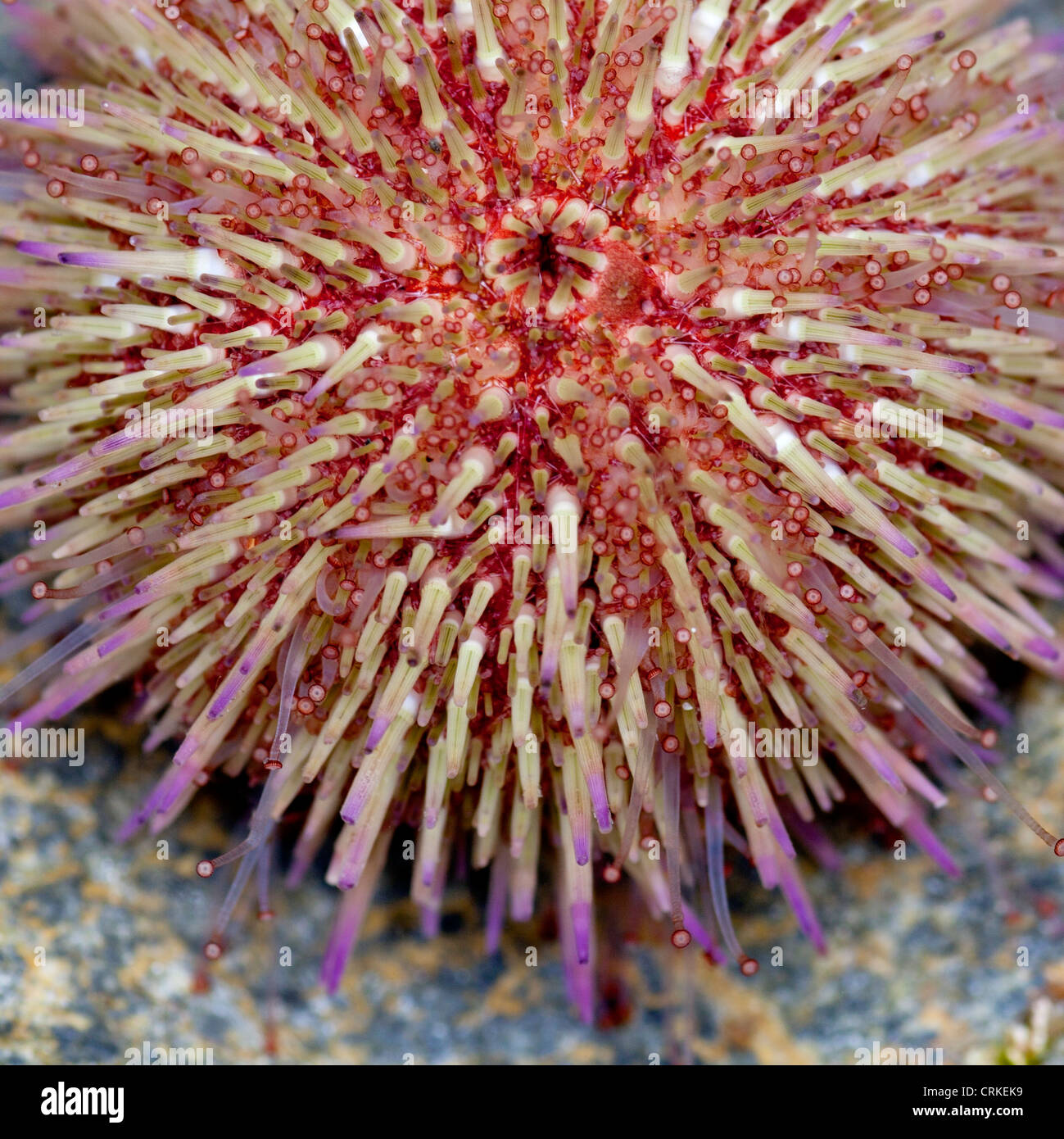 Close-up abstract of a sea urchin (Psammechinus miliaris Stock Photo ...