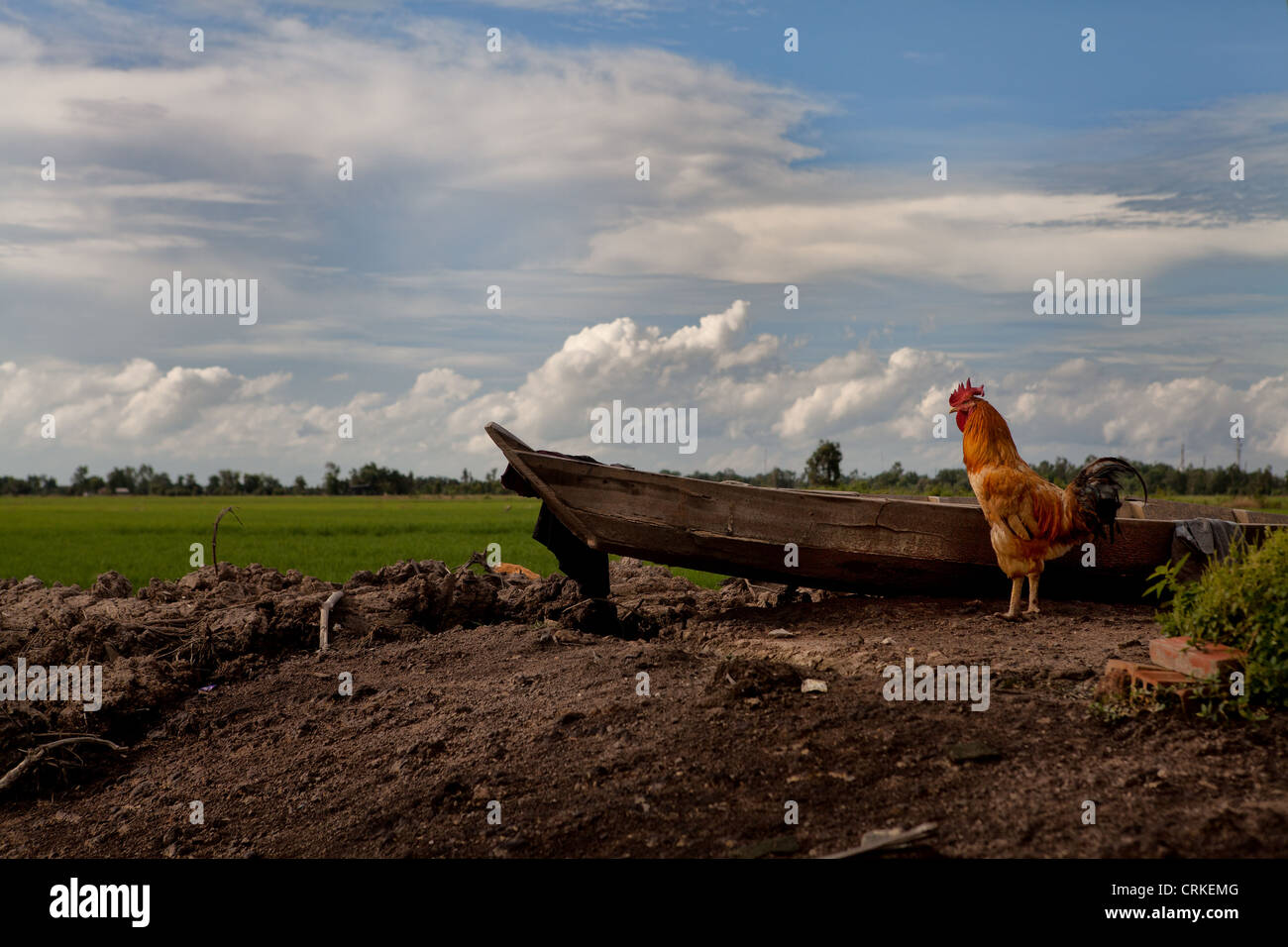 The rooster and the boat Stock Photo - Alamy