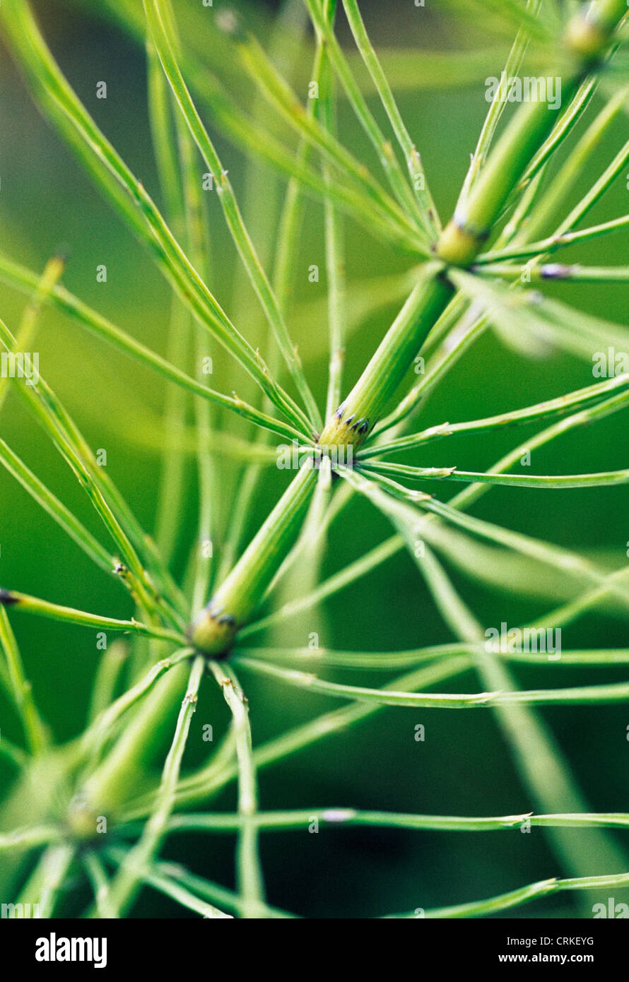 Equisetum arvense, Horsetail, Field horsetail Stock Photo - Alamy