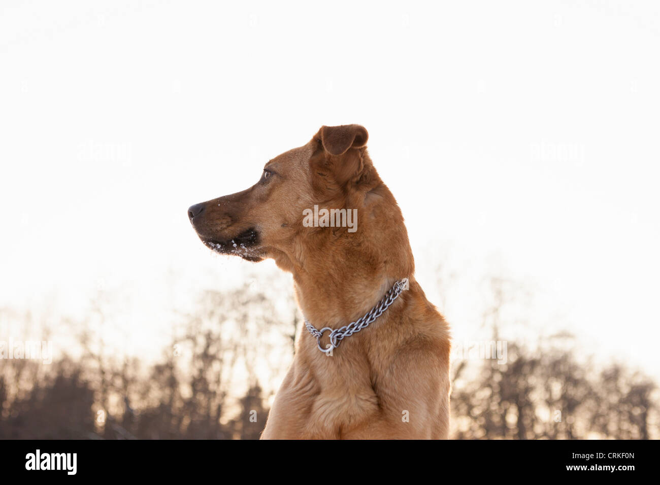 Dog side view outdoors hi-res stock photography and images - Alamy